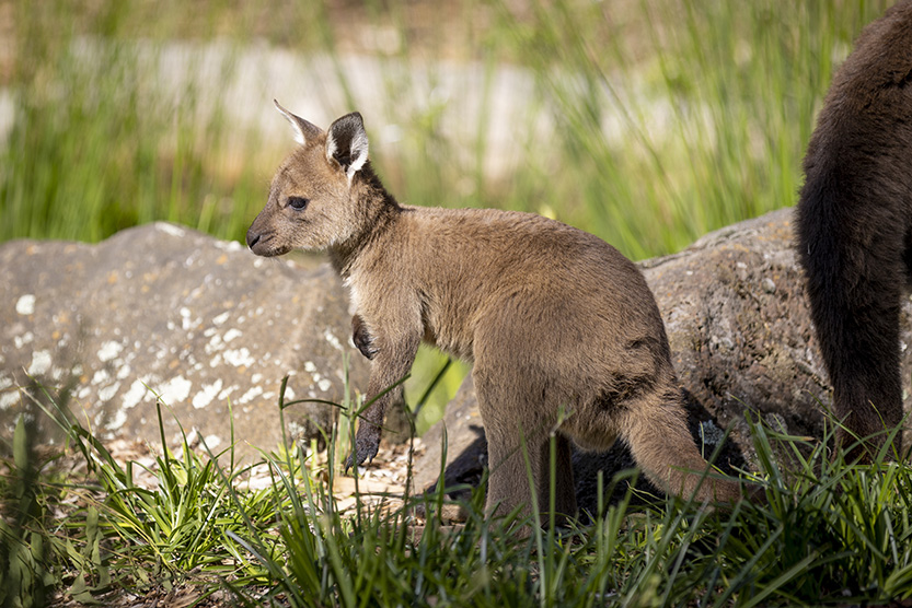 Kangaroos chill out in new bush habitat | North West City News