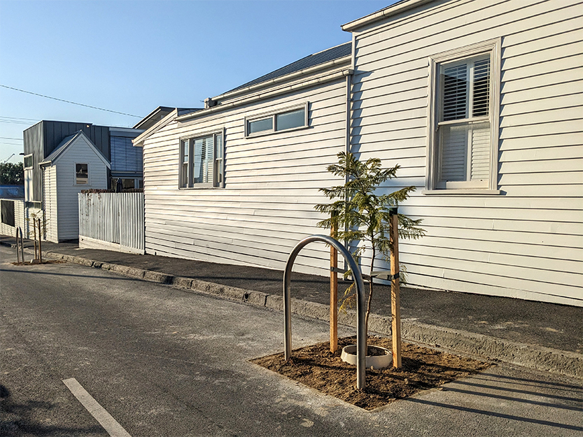 Tree planting begins in Kensington | North West City News